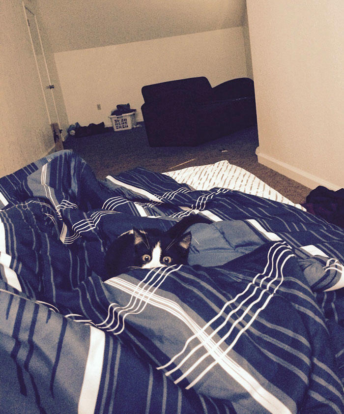 30 little kittens preparing for their first sneak attack which probably ...
