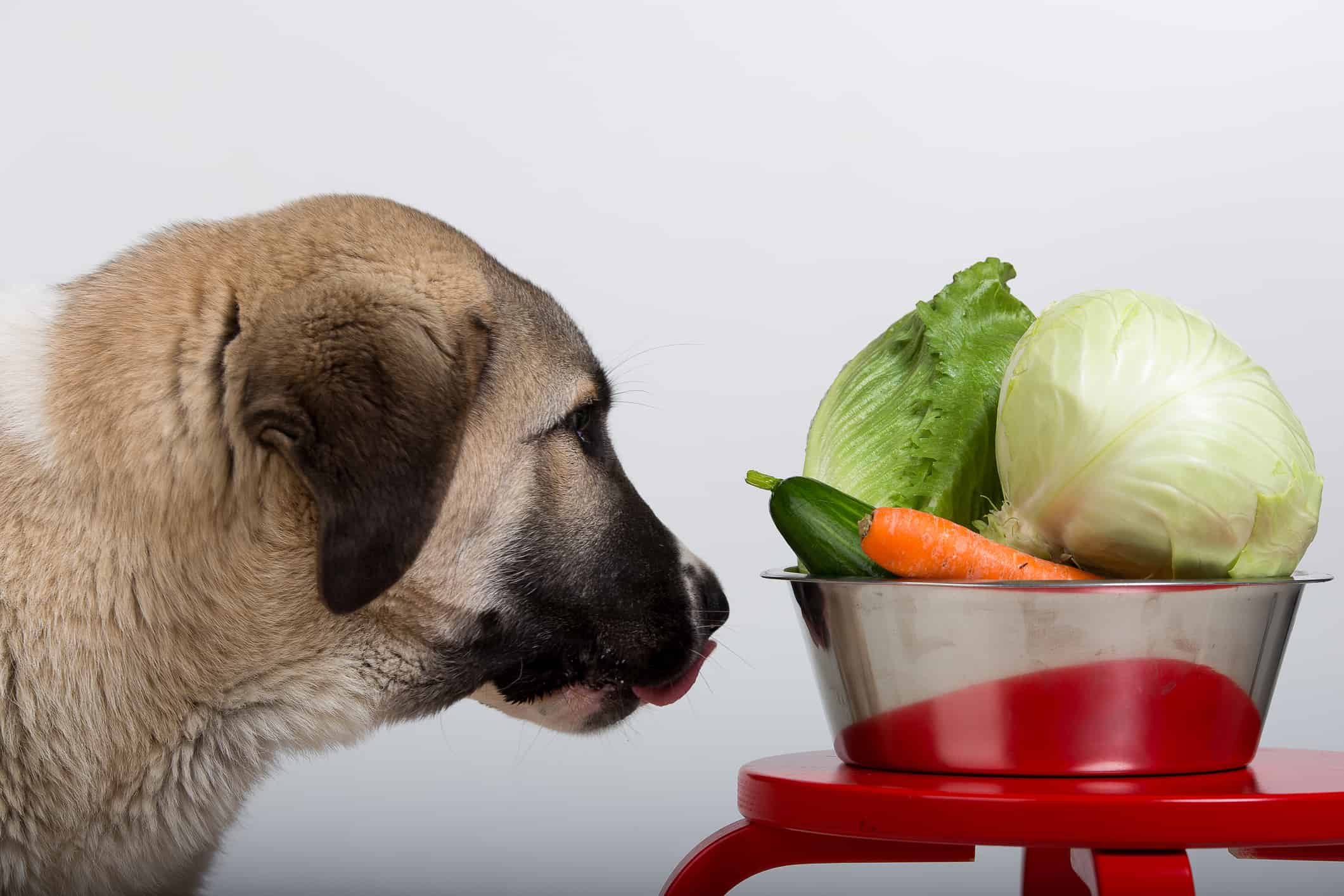 11 vegetables that are safe for dogs to eat