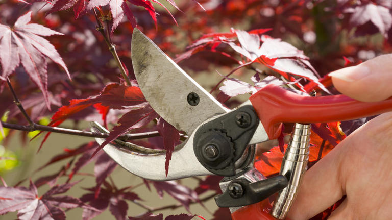 Why it is paramount that you prune your Japanese maple