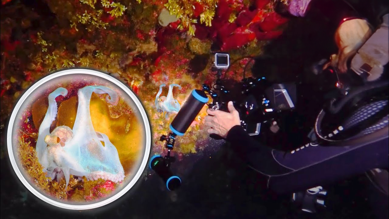 Are octopuses the aliens of the sea?