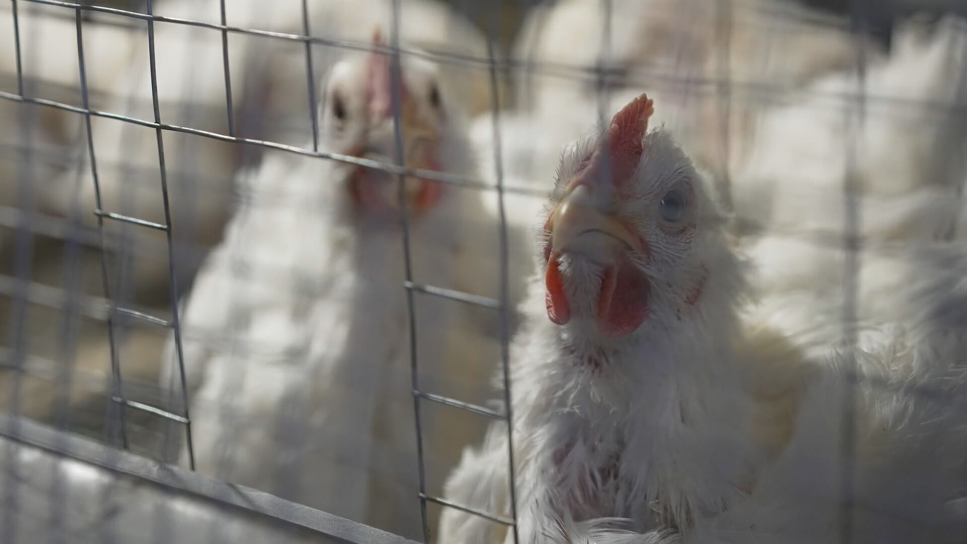 Avian flu hits Shelby County poultry flock, first Texas case this year