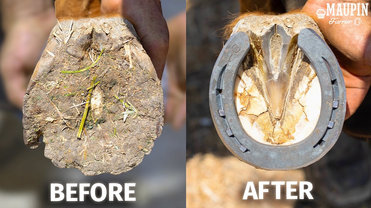 Witness the magic of hoof restoration!