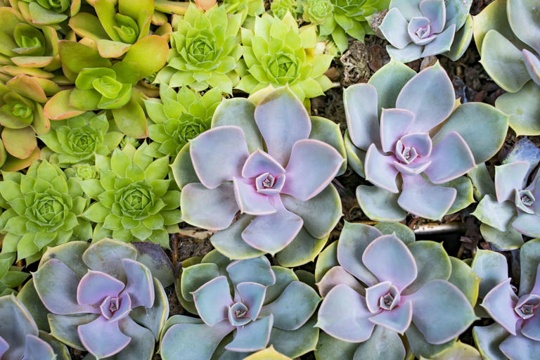 How to grow a low-maintenance succulent garden indoors or outdoors