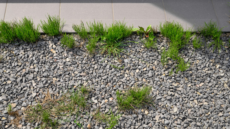 The easy, affordable way to prevent weeds in gravel for a clean ...