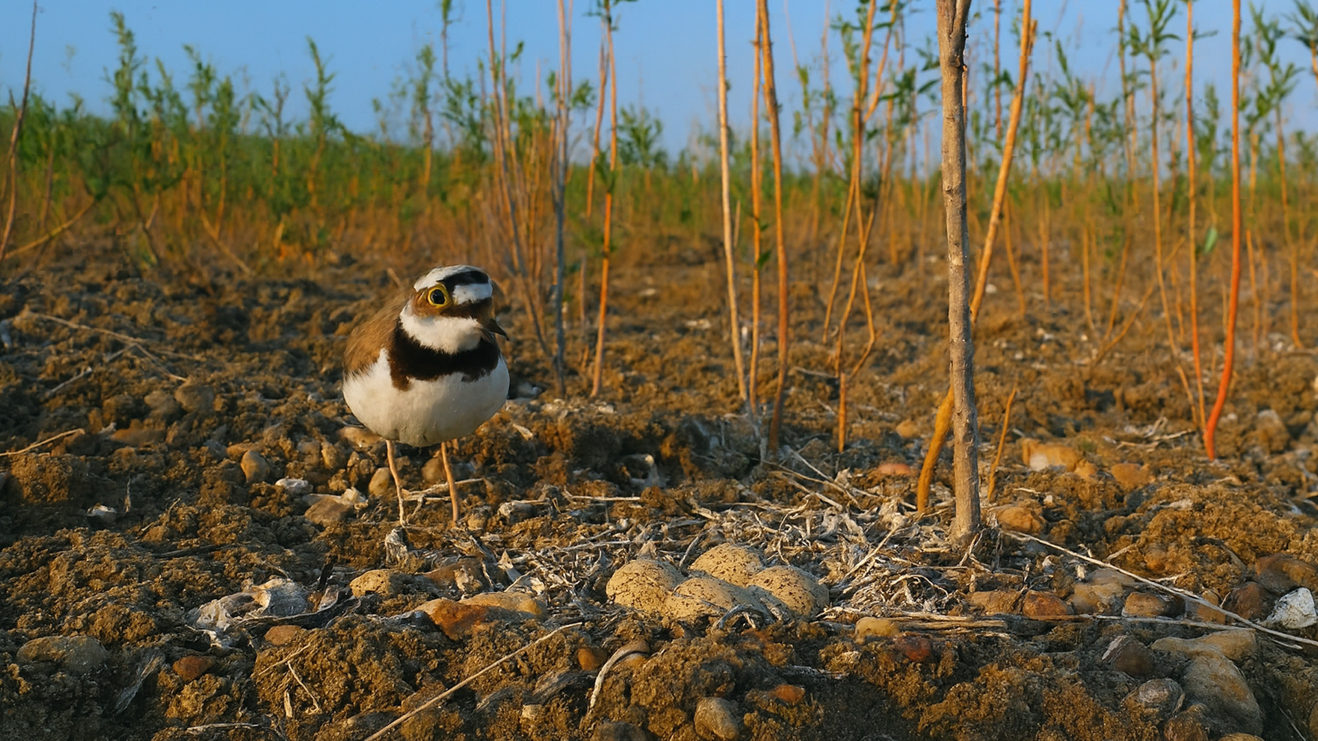 Little plover guards its well-hidden eggs