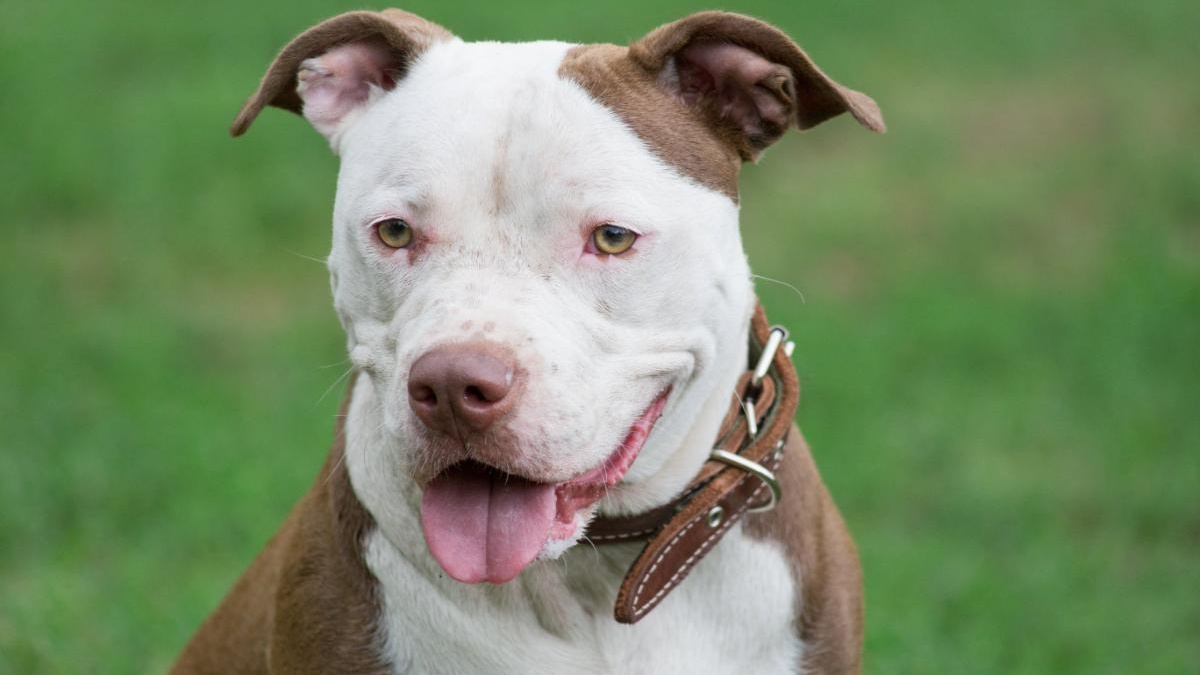 These 11 dog breeds are not dangerous (and this is the real cause of ...