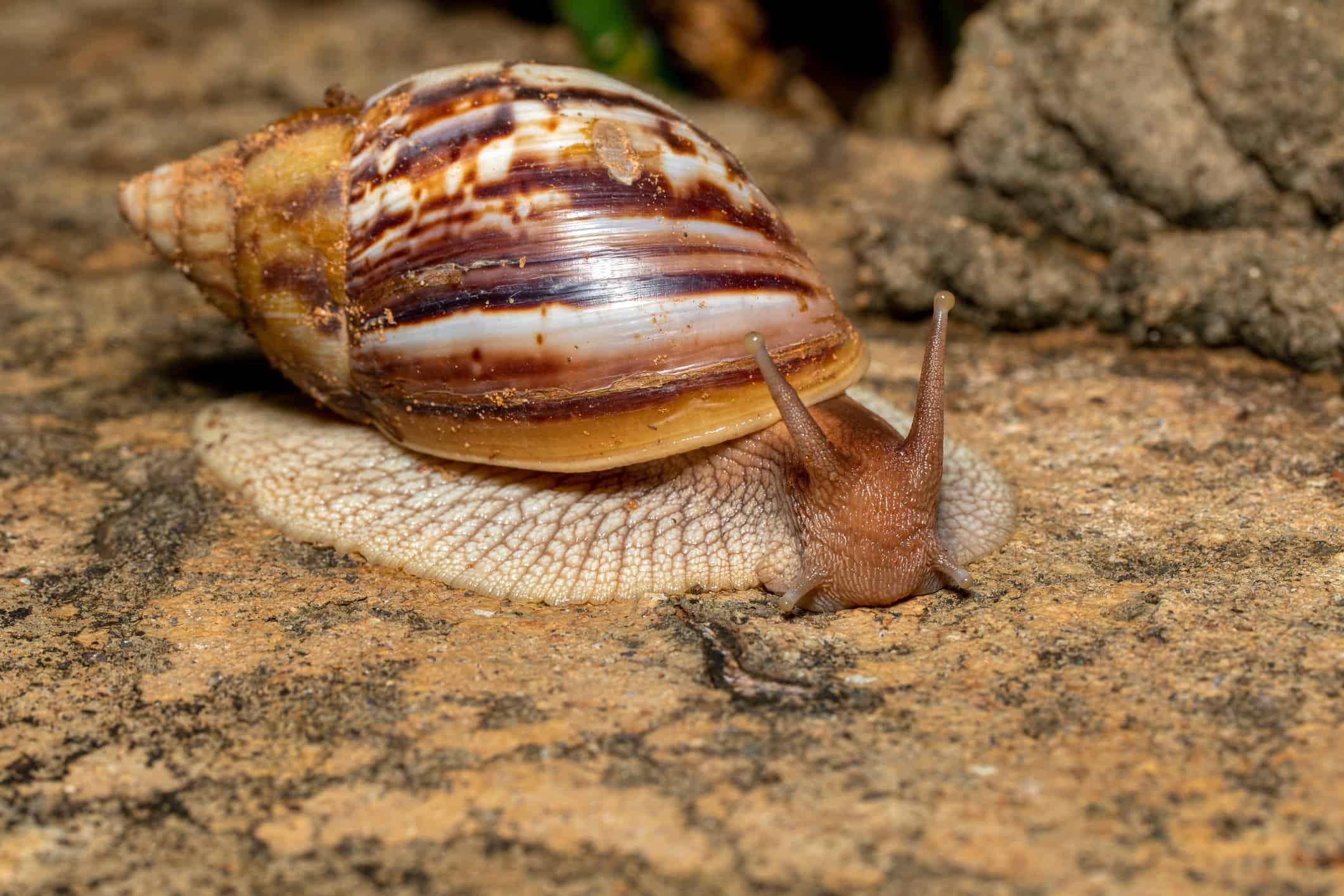 11 amazing animals with no bones needed