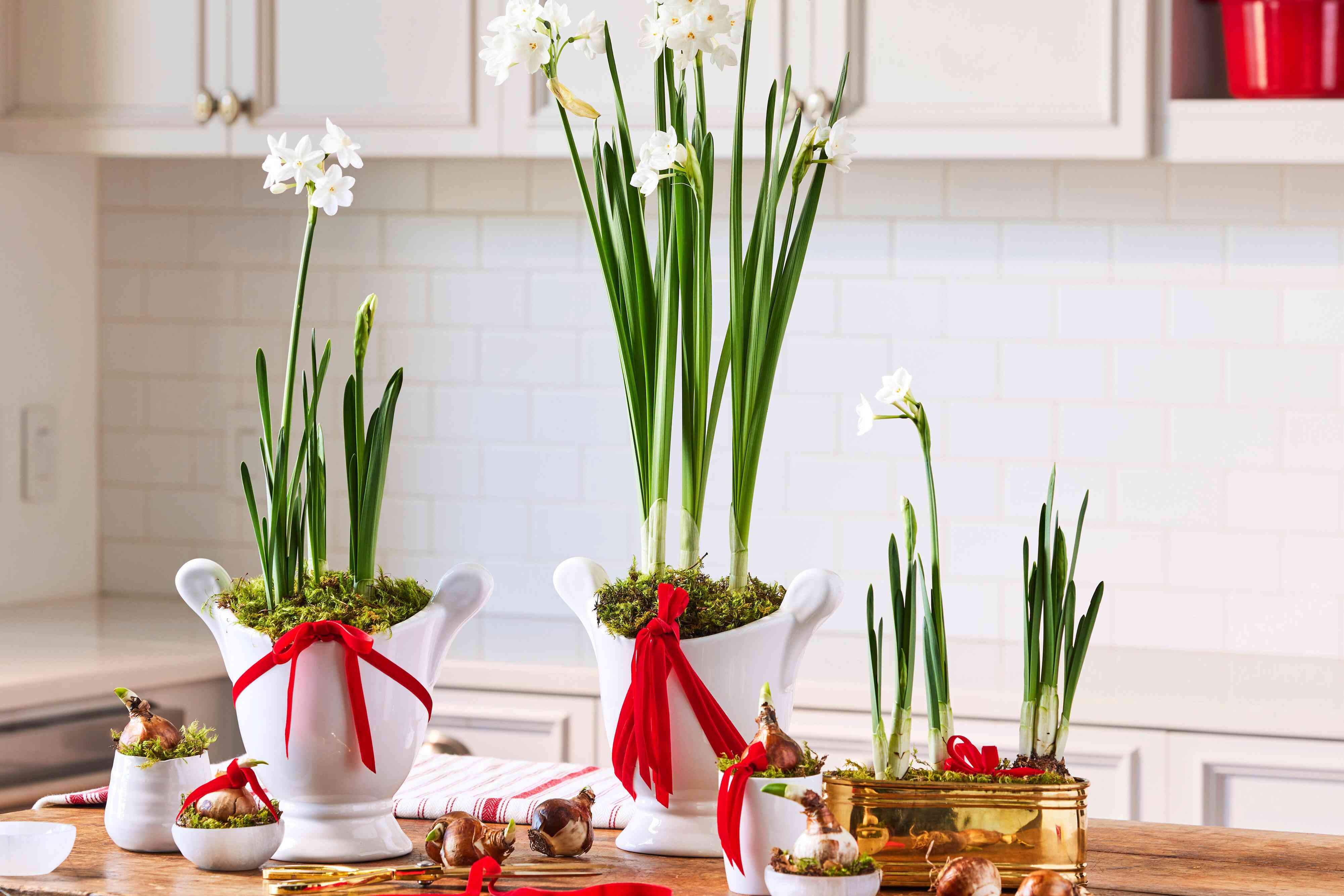 Why paperwhites make the best holiday gifts