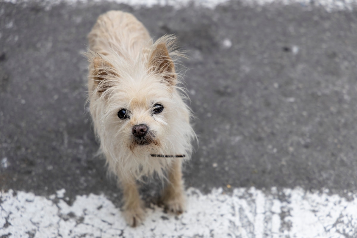Senior foster dog having 'rough' decompression phase finds comfort in ...