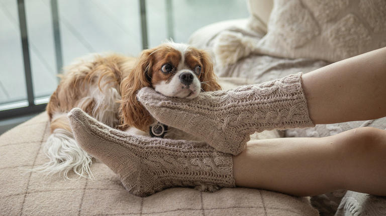 Grumpy cavalier King Charles spaniel waking up in the middle of the ...