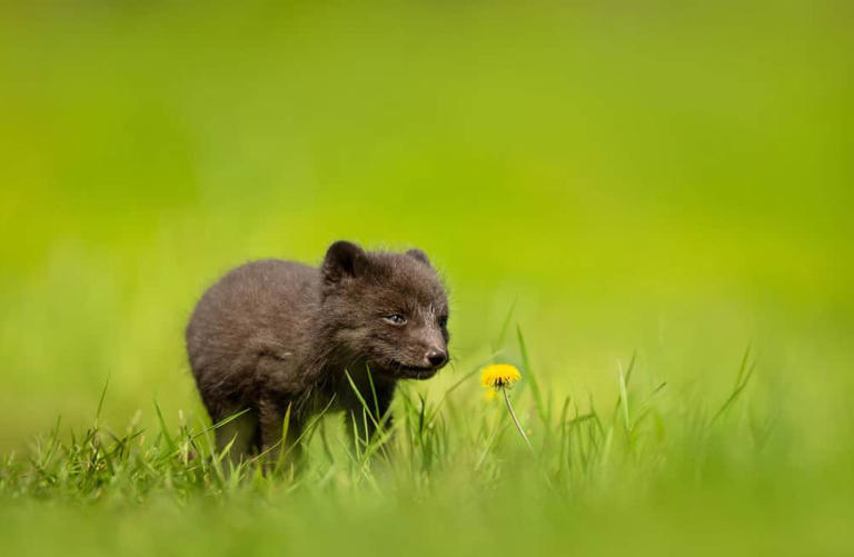 This blue morph arctic fox keeps its color all winter