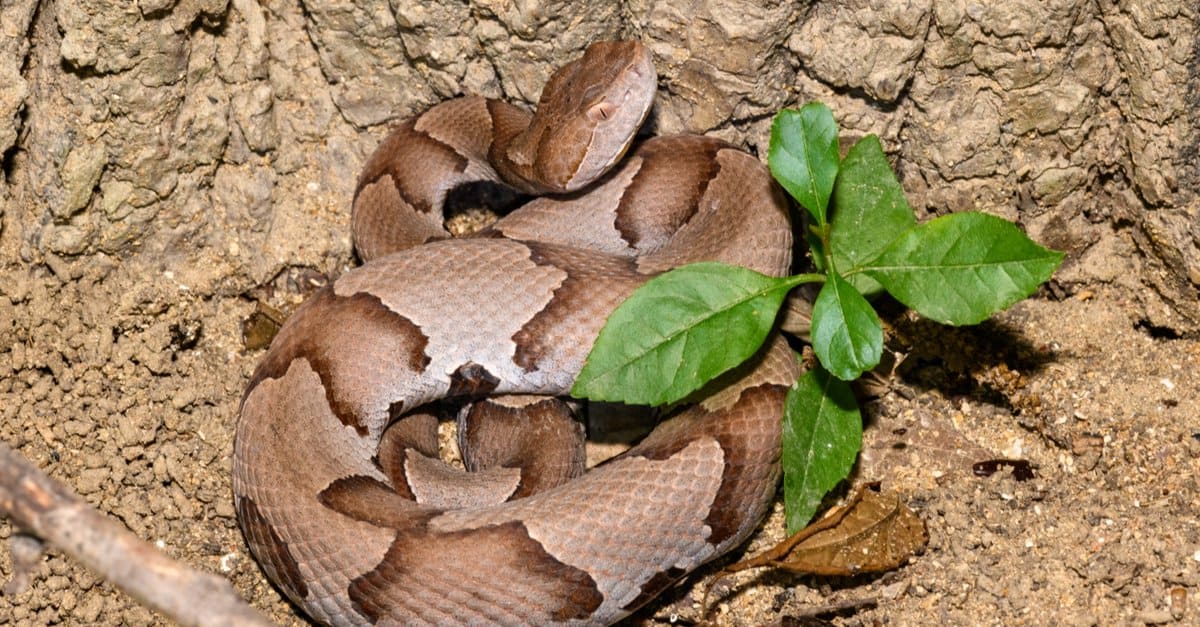 Hiker Dies After Picking Up Venemous Snake and the Top Snake Hotspots ...