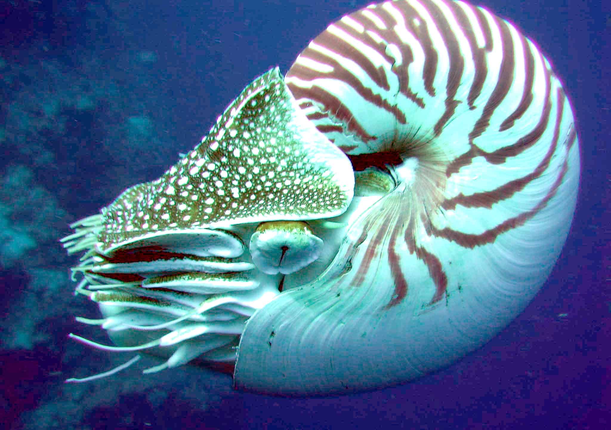 11 amazing animals with no bones needed