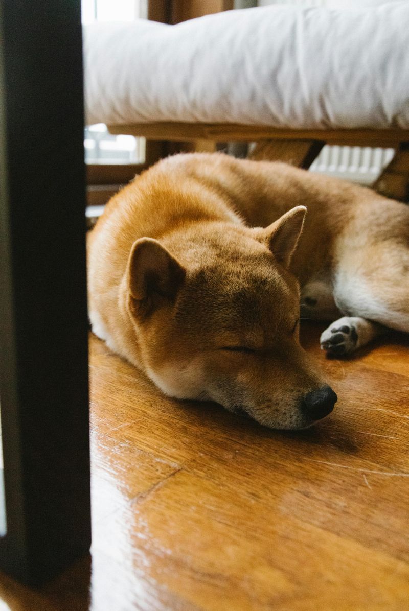 15 dog breeds that often dislike strangers touching them – the ...
