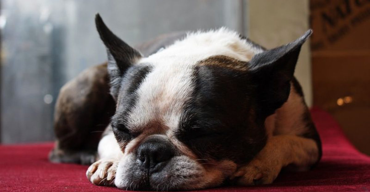 15 dog breeds most likely to snore loudly – what it can signal (and ...