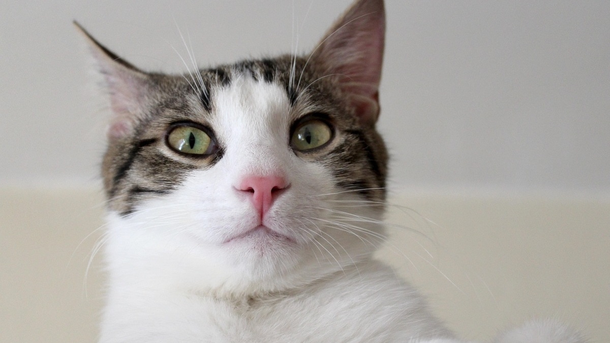 10 amazing abilities that make cats unique pets