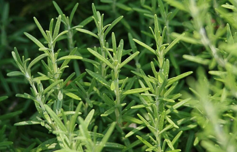 Trapianto del rosmarino fallito? Hai commesso questo errore