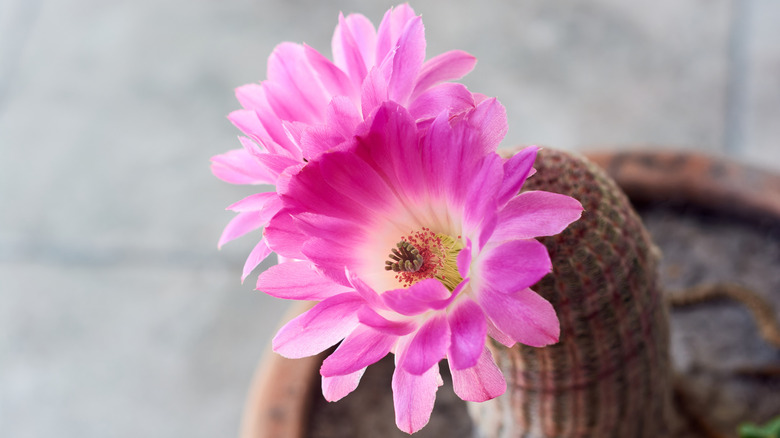 16 of the best flowers to grow in mini plant pots for a whimsical garden