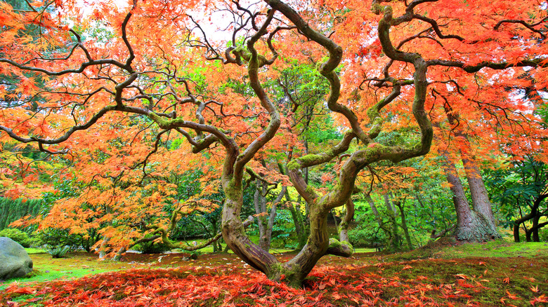 Why it is paramount that you prune your Japanese maple
