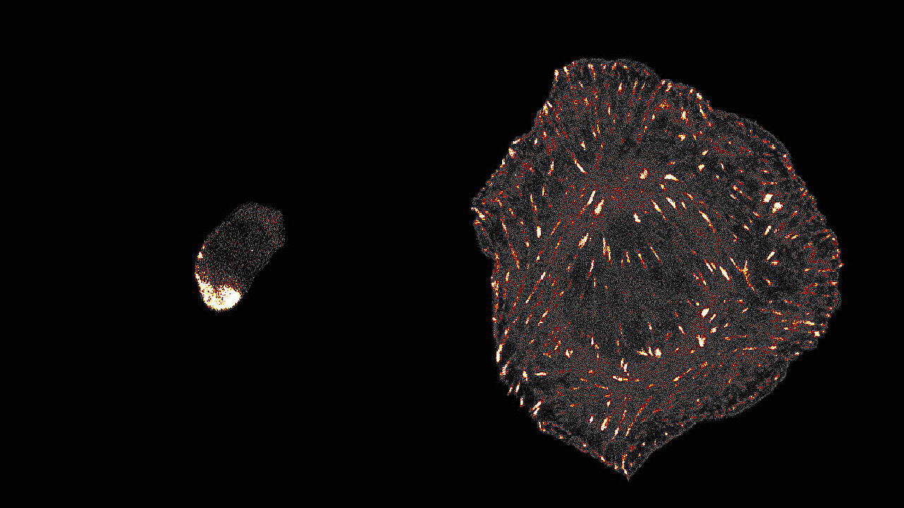 Biologists reveal ancient form of cell adhesion