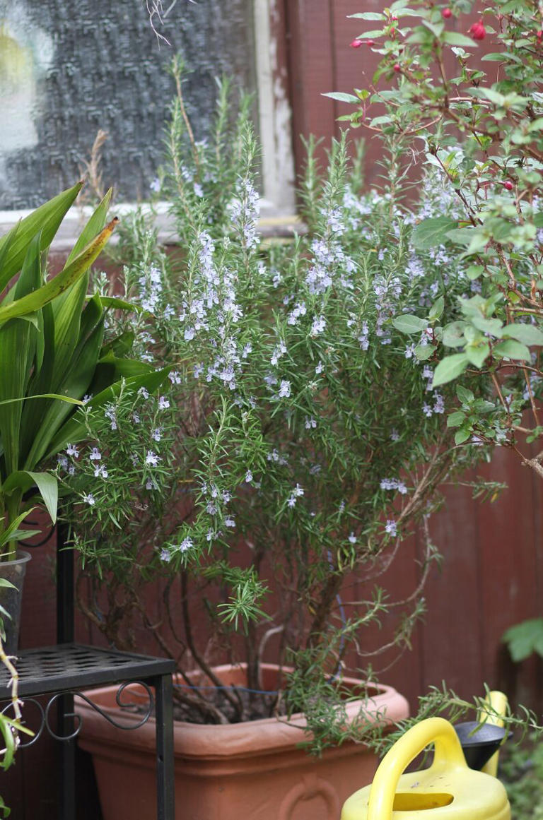 Trapianto del rosmarino fallito? Hai commesso questo errore