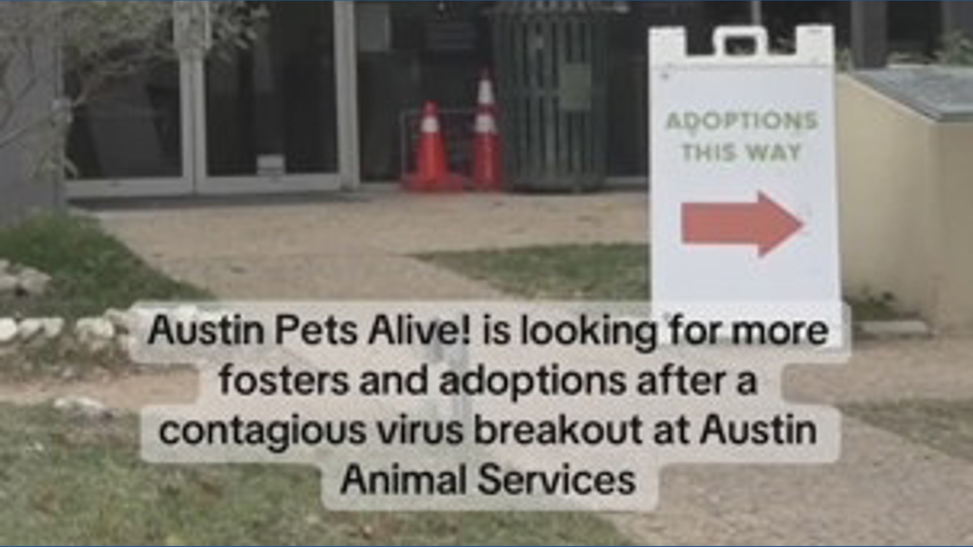 Austin Pets Alive! asking for more fosters after a respiratory virus ...