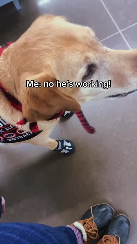 Respecting service dogs: A small act of kindness