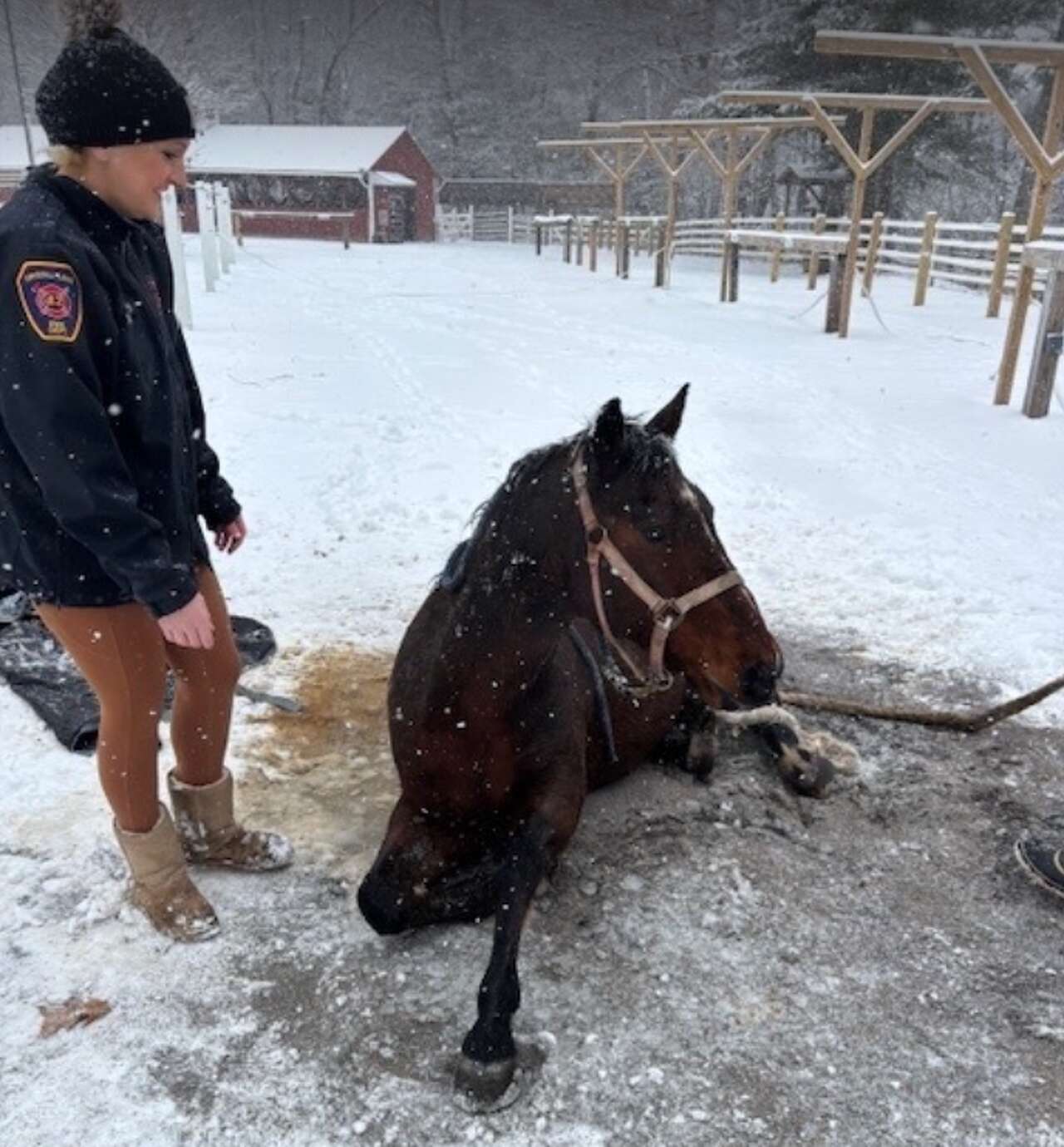 Horse rescued from Ellington summer riding camp 'puddled' area on ...