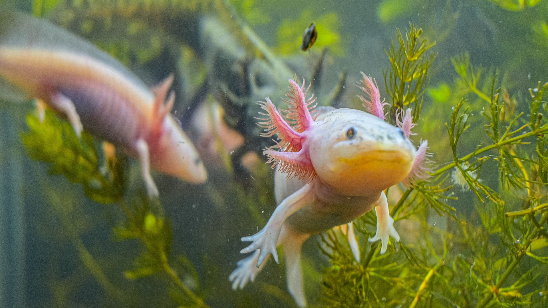 7 animal superpowers that are totally real