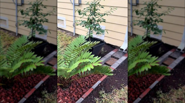 Tired of the ugly downspouts in your yard? This DIY makes them less of ...
