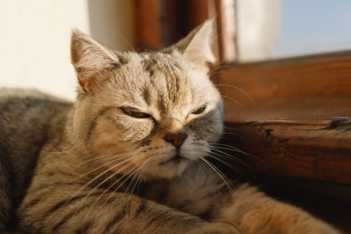 Scottish straight cat meets new calico sibling and is totally baffled