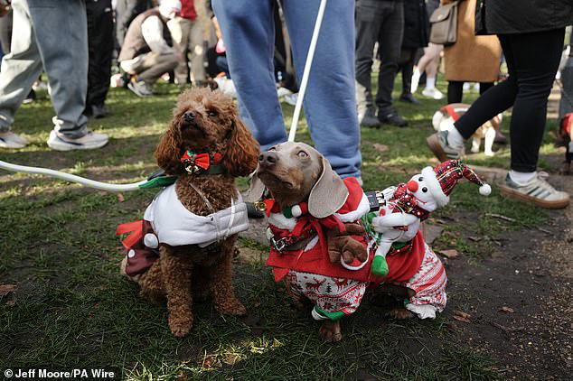 A Santa-themed 'sausage walk': Hundreds of dachshunds waddle through London