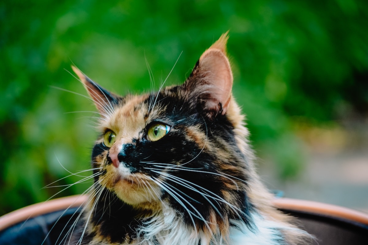Beautiful calico Maine coon cat’s morning pets will make everyone’s day