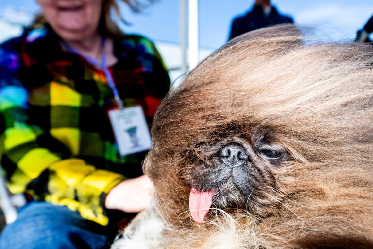 Furless, wrinkled, and fabulous – meet the 2025 World's Ugliest Dog ...