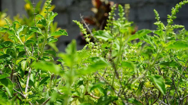 8 common mistakes people make while worshipping tulsi plant