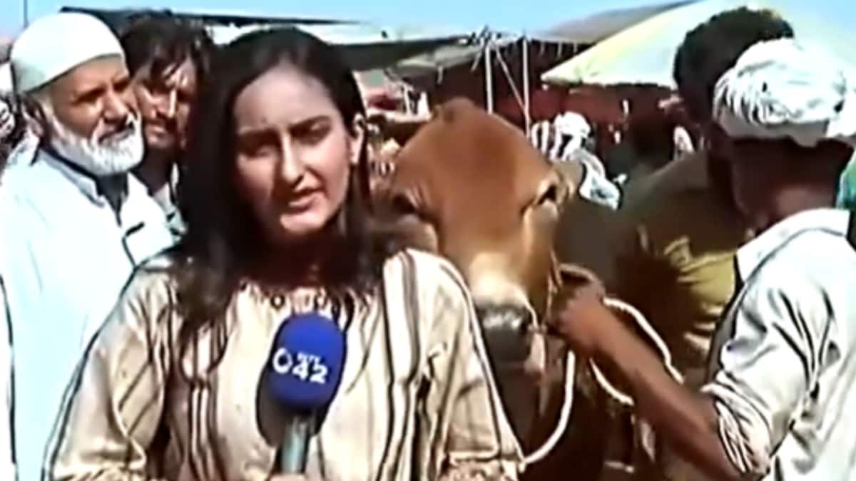 Viral video: Pakistani reporter knocked down by bull while reporting ...