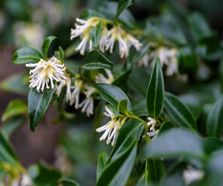 These 5 low-maintenance evergreen shrubs will instantly freshen your ...