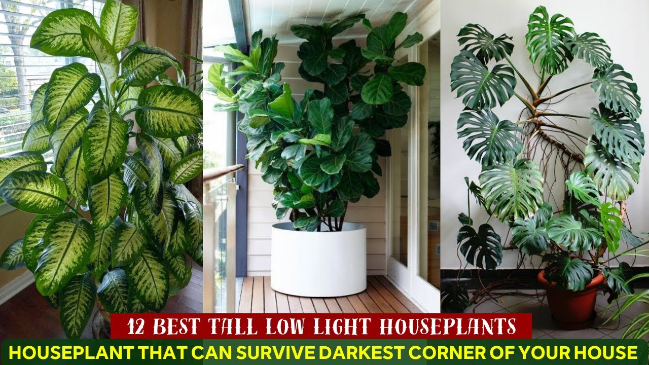 Brighten your home with these low maintenance houseplants