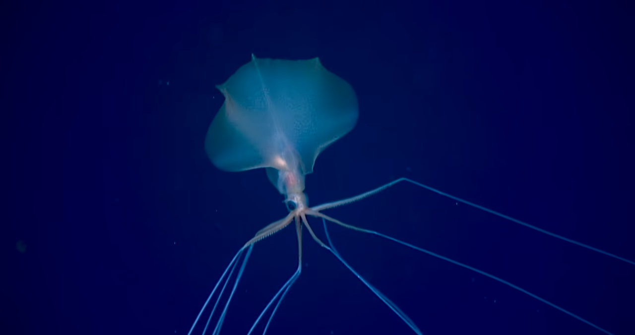 The deep-sea giant that hunts in total darkness