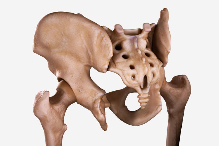 Lumbosacral joint (L5-S1): Anatomy and pain symptoms