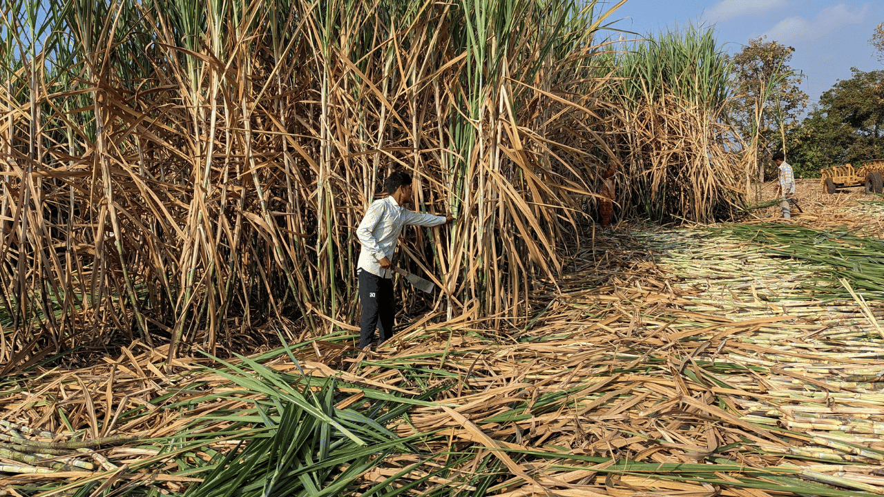 India’s sugar output jumps 28 percent so far in 2025-26 season; mills ...