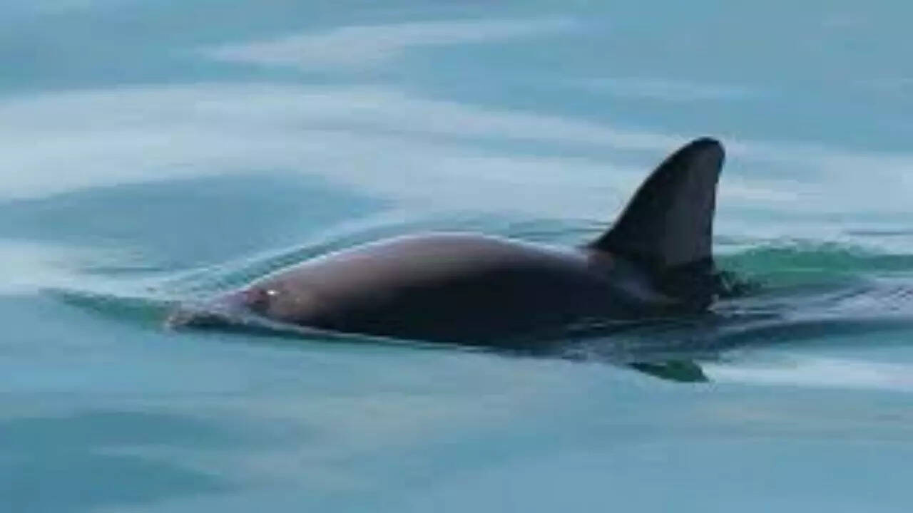 7 animals whose names start with the letter V