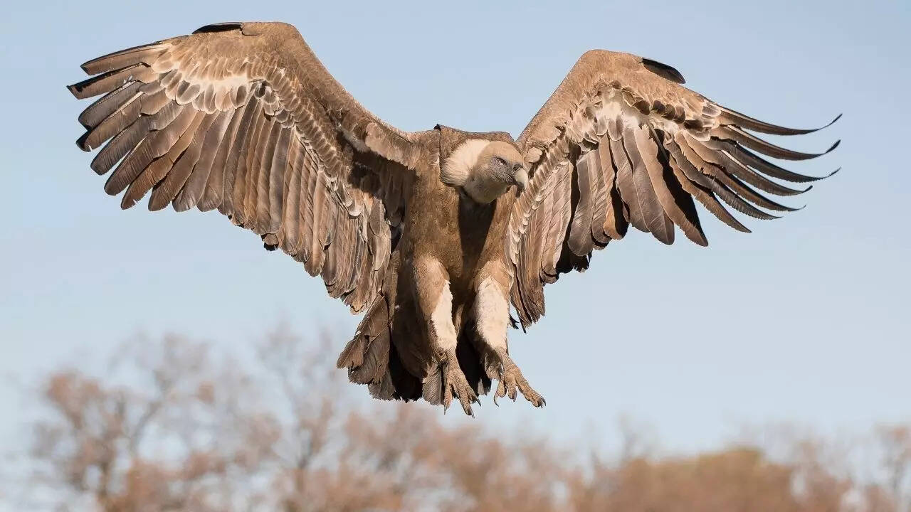 7 animals whose names start with the letter V
