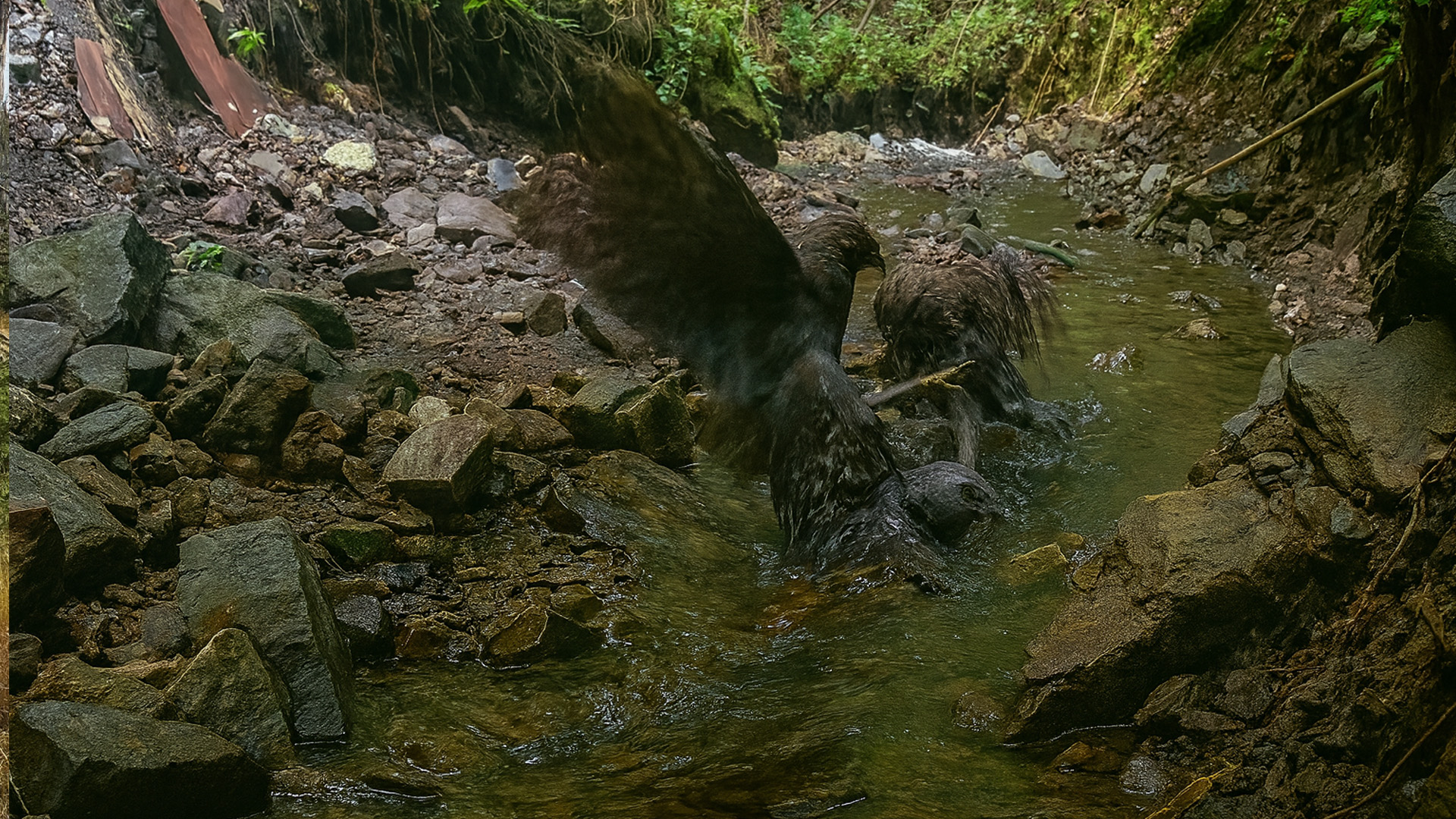 Clash of raptors seen through a camera trap