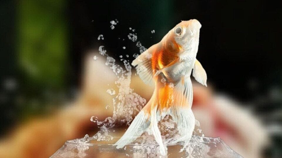 Comet, fantail and more: 5 popular goldfish varieties every aquarium ...