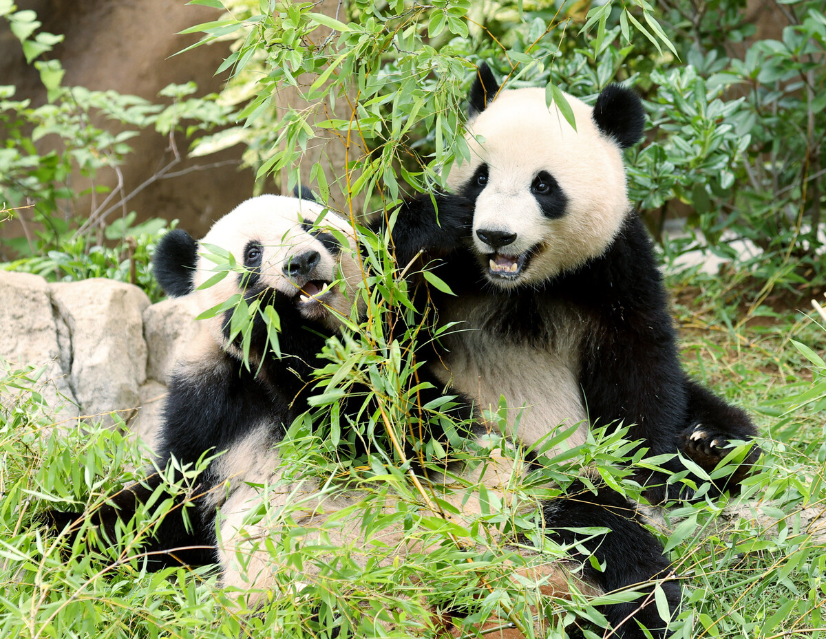 Japan’s last 2 pandas to return to China in January