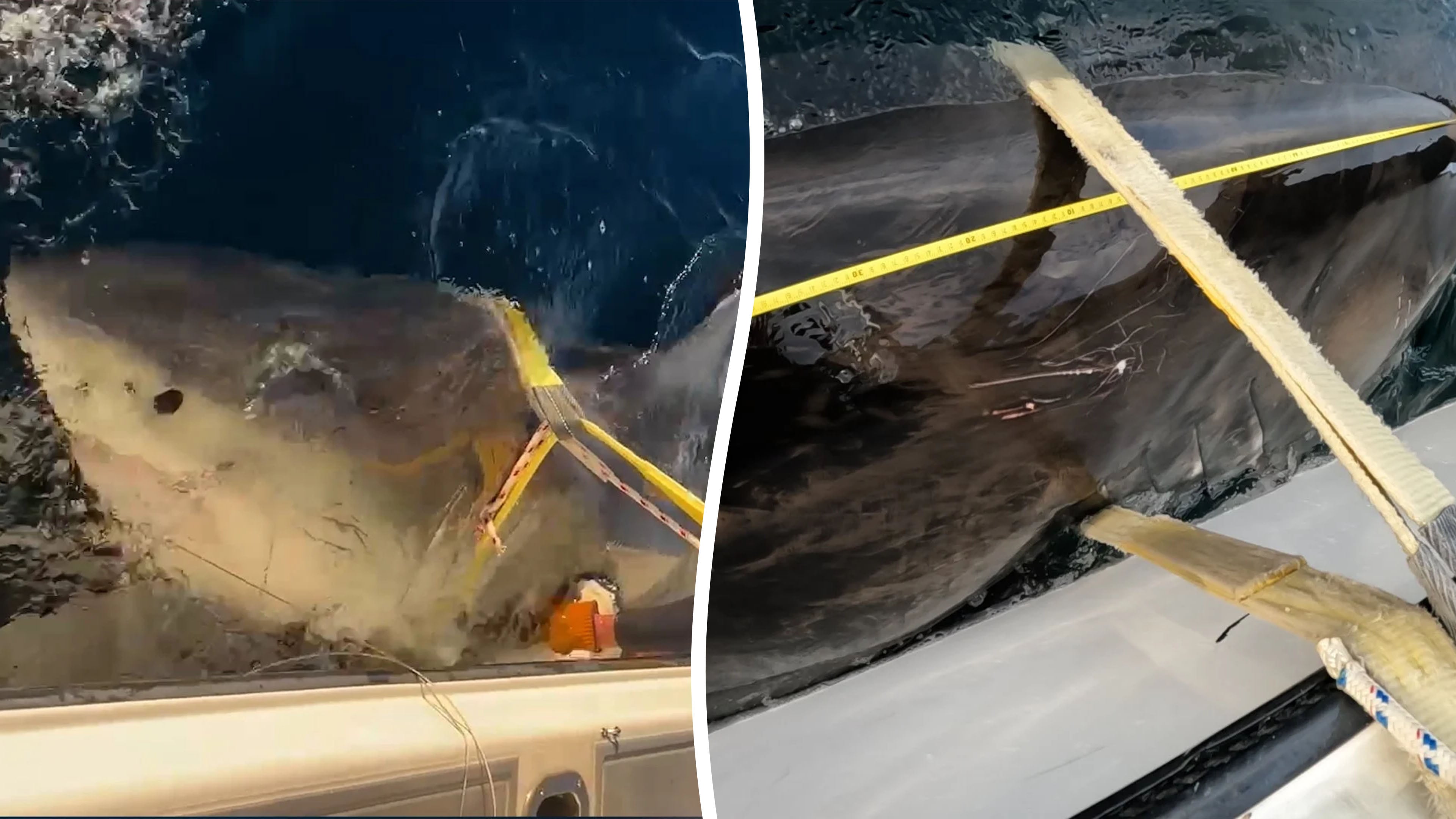 13ft great white shark to rival Atlantic's biggest swimming off NY coast