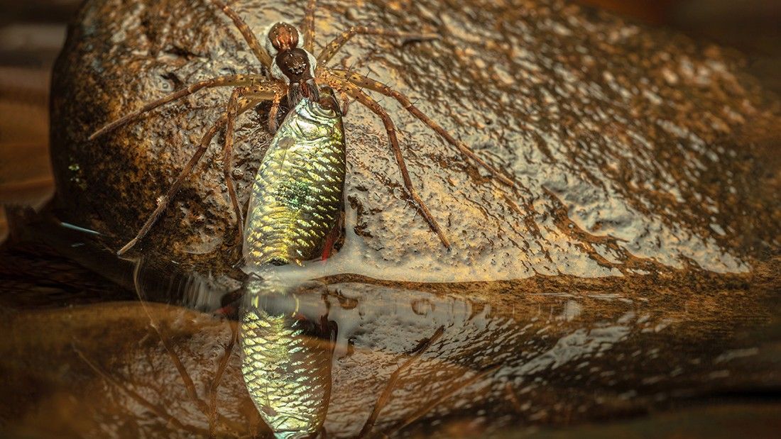 This pin-sharp photo freezes the dramatic moment when a spider catches ...