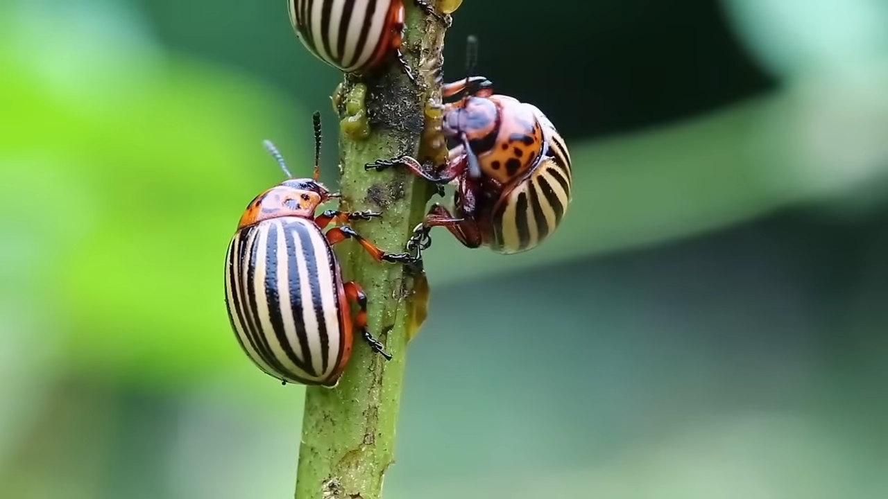 How evolution creates similar traits in unrelated animals