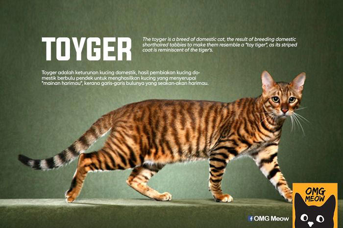 30 Of The Most Popular Cat Breeds And Their Origins